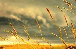 Altruistic Joy [Audio] - Mindfulness Exercises